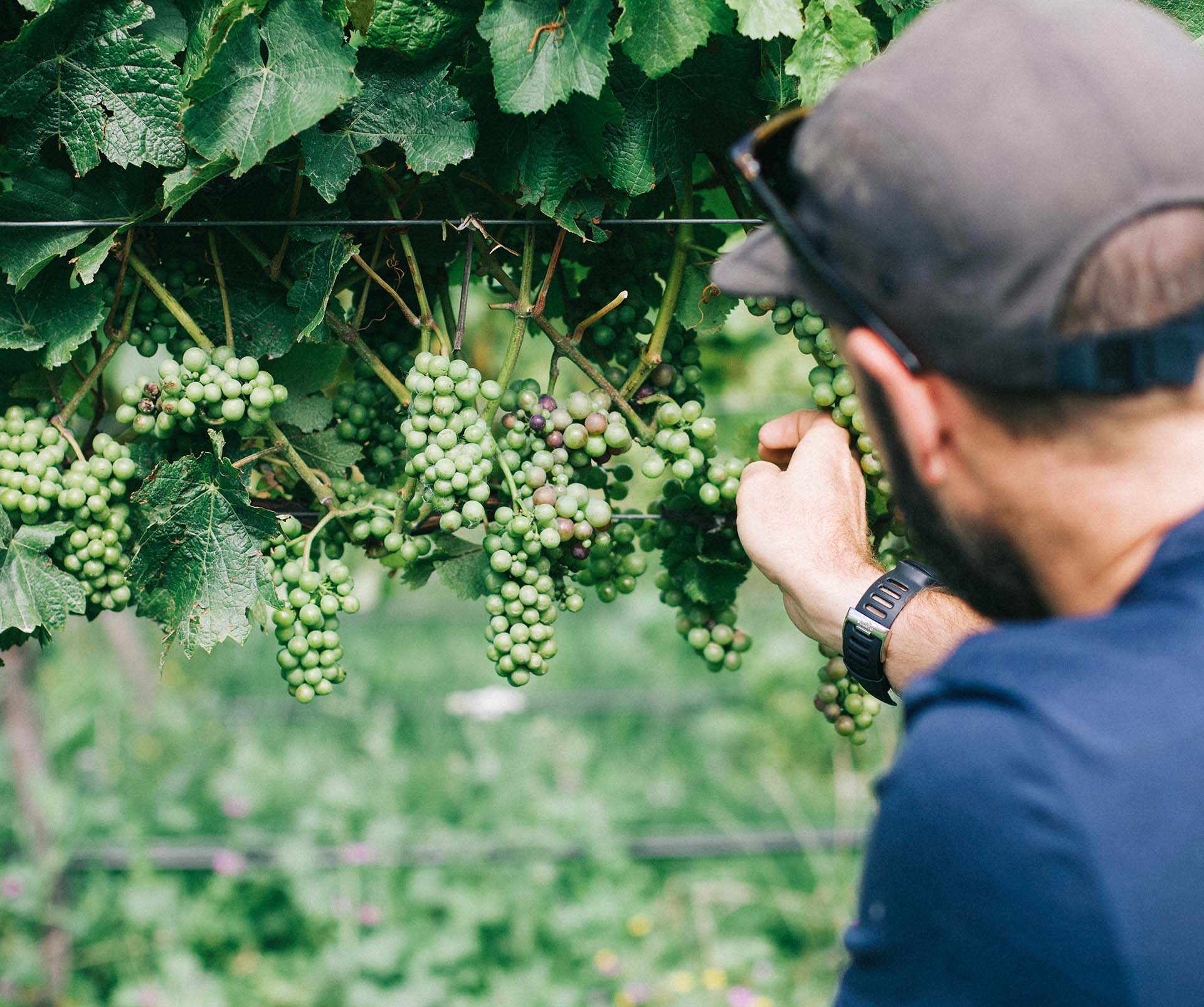 About - Greystone Wines